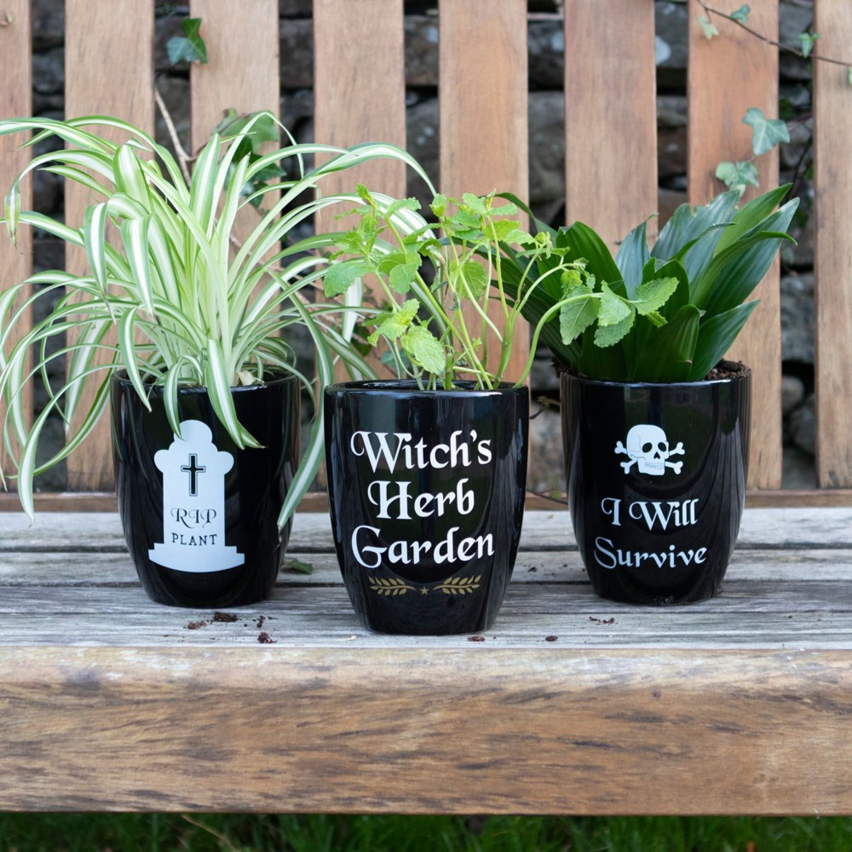 I Will Survive Gothic Plant Pot – Realm of the Witch